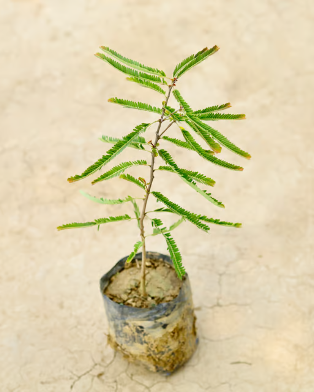 Amla Plant, आंवला/आंवला का पौधा, Indian Gooseberry, Aonla, Nelli ...