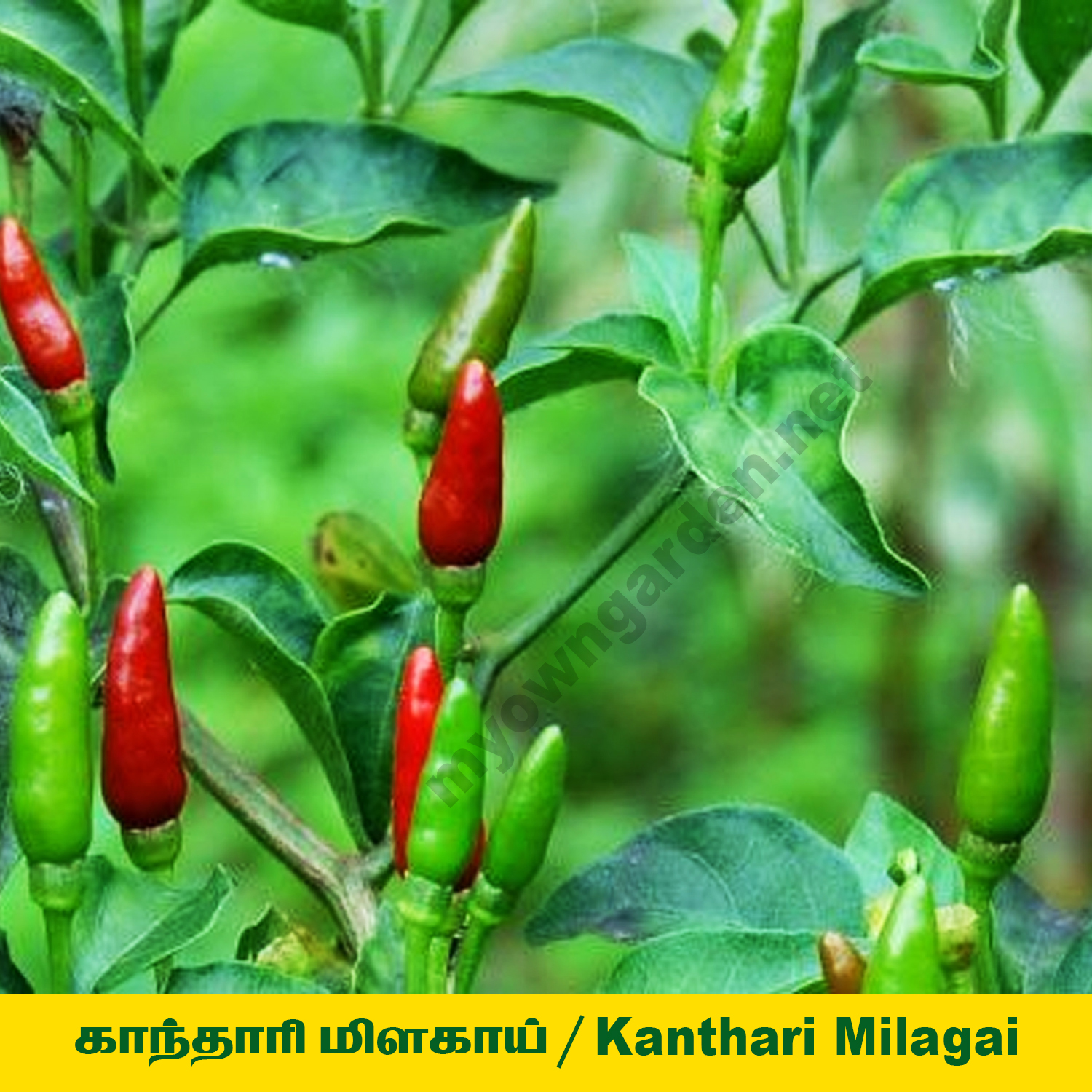 Buy Premium Quality Kanthari Chilly Seeds Online
