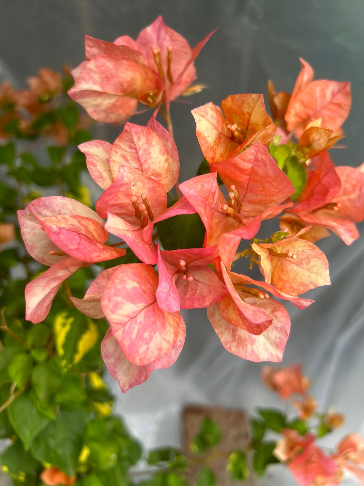 Orange September(GRAFTED) - Go Green