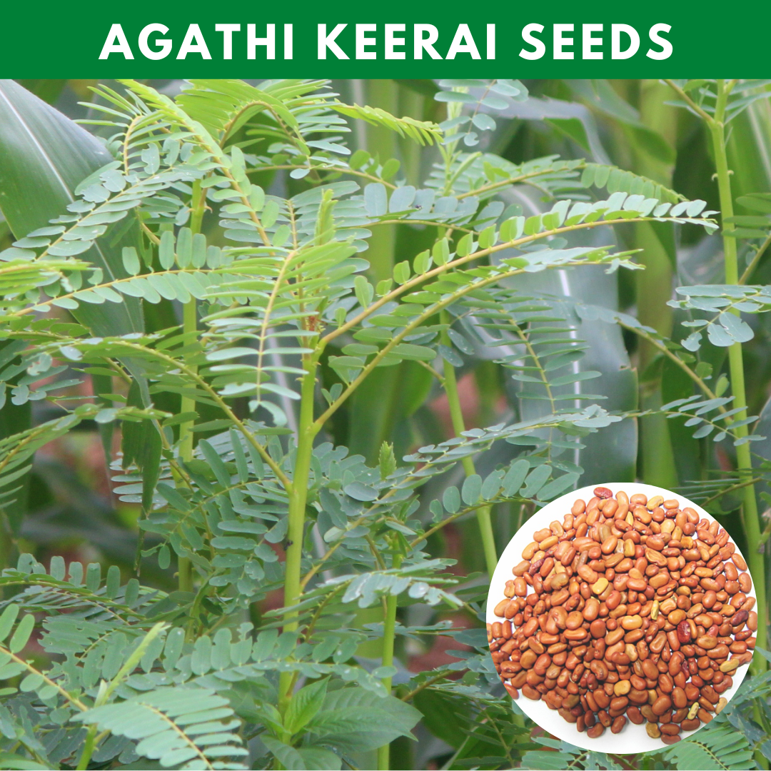 Agathi Keerai Seeds ( அகத்தி கீரை விதை ) - MyOwnGarden®