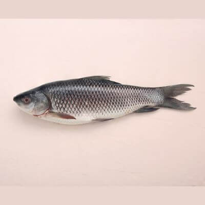 River Seelavathi Fish / సీలావతి చేప (1.2kg - 1.3kg before cleaned) - 7 ...