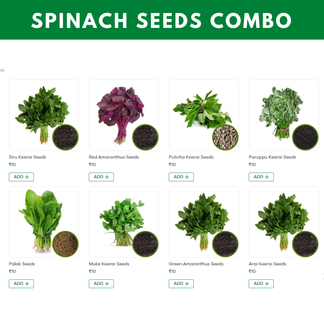 Spinach Plant Seeds Malabar Spinach Green Seeds | The Seed Collection