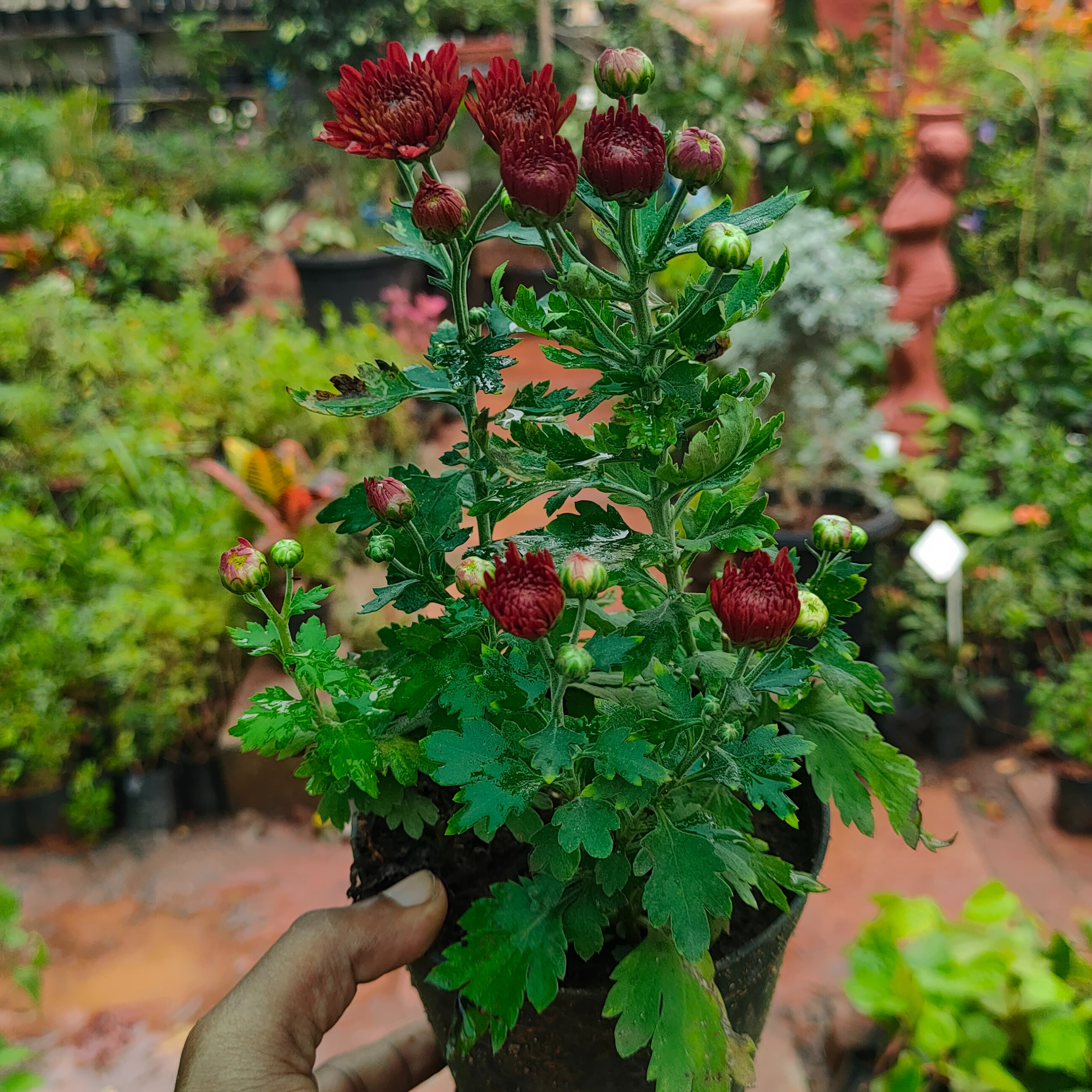Samanthi Plant - Maroon ( குங்கும நிற சாமந்தி ) - MyOwnGarden®