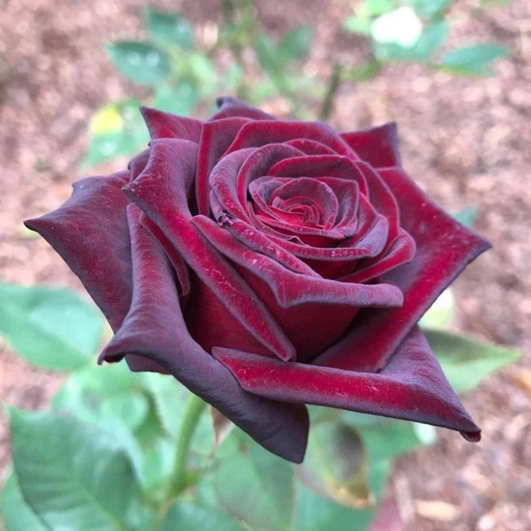 Buy Black Rose Plant Online | Premium Quality