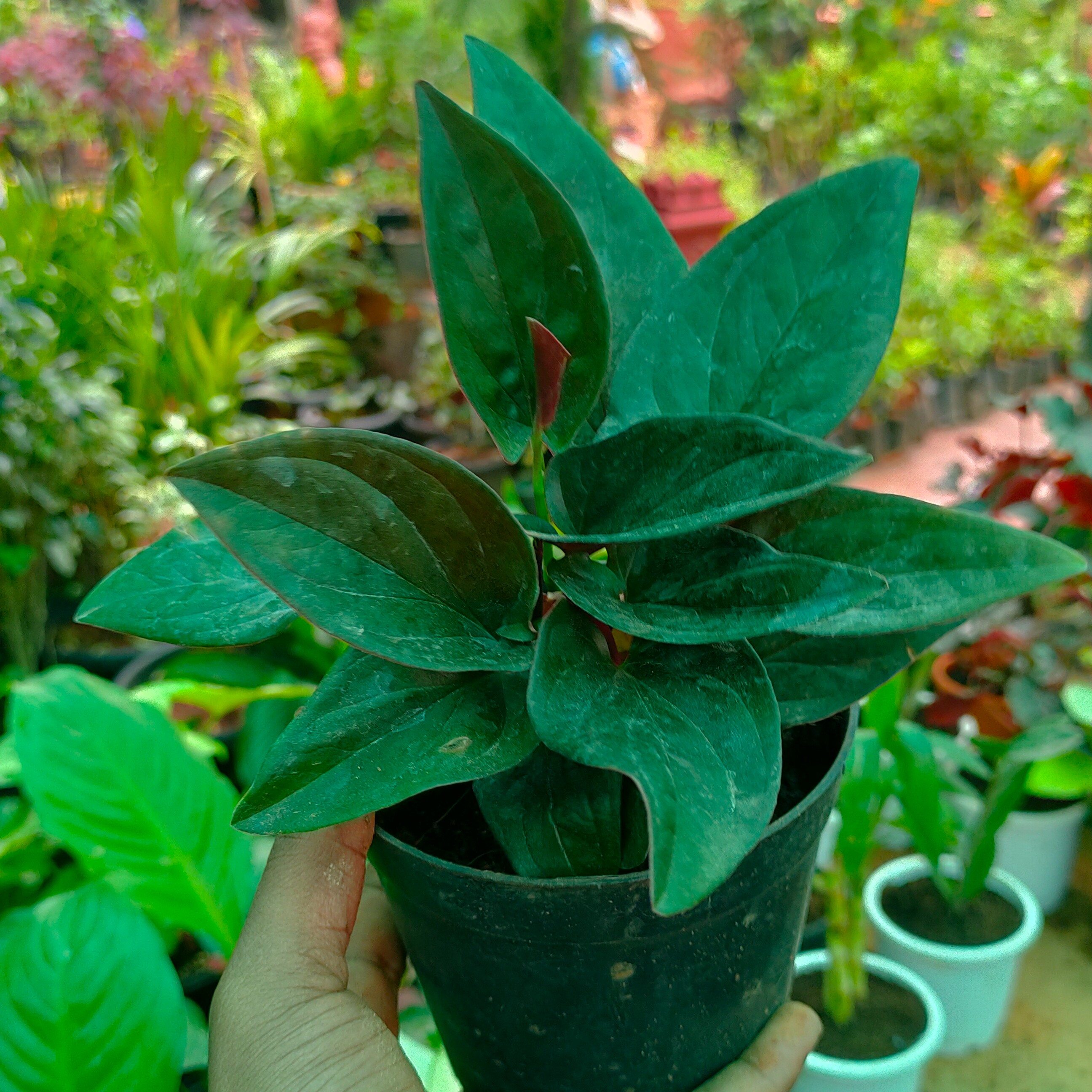 Red Arrow Plant - Enhance Your Space Naturally