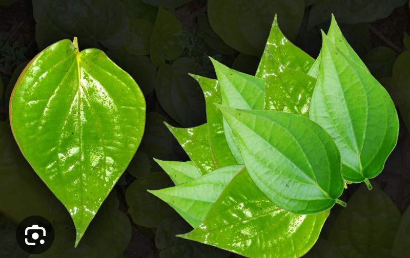 Pan Leaves 10PC V1031 - SouthBasket