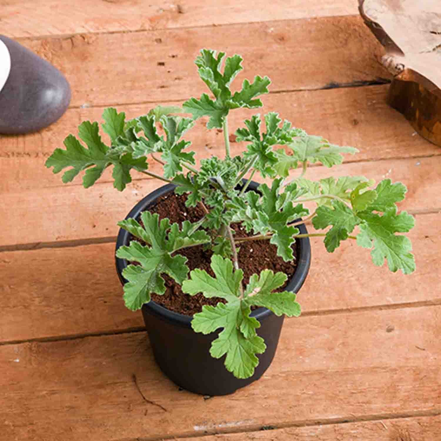 Buy Paneer Leaf Plant (Citronella Plant) Online