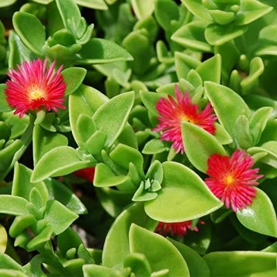 Baby Sun Rose Plant in 4inch Pot - Perfect for Home Decor