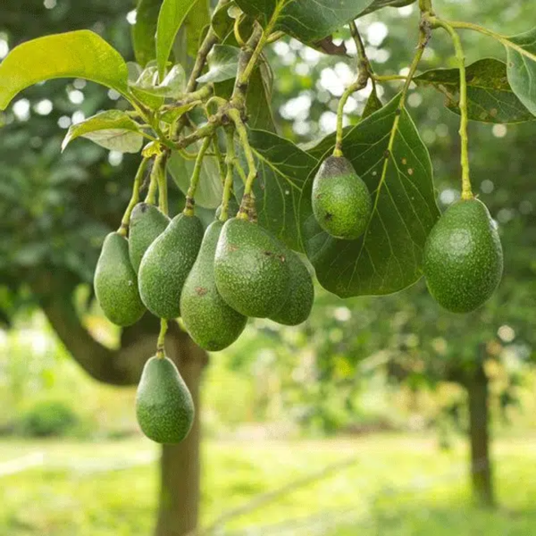Butter Fruit Plant (Avocado Fruit Plant) - Grafted - MyOwnGarden® Agri ...