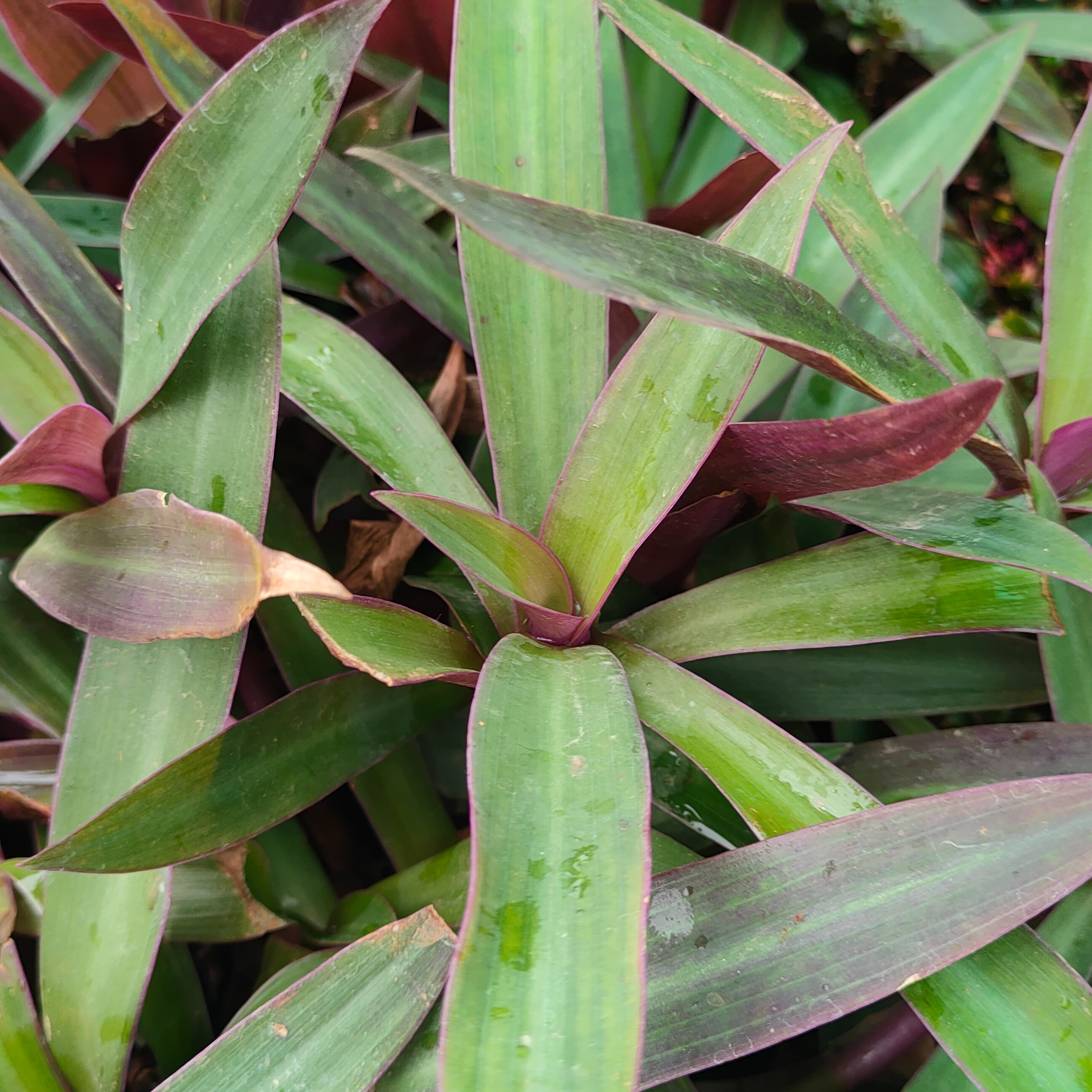 Rhoeo Compacta Plant - Enhance Your Space Naturally