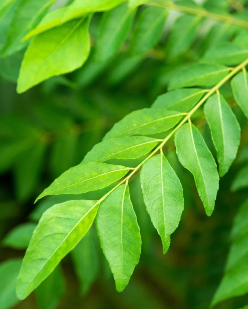 Kadi Patta Plants | Buy Curry Leaves Plant Online Delhi NCR