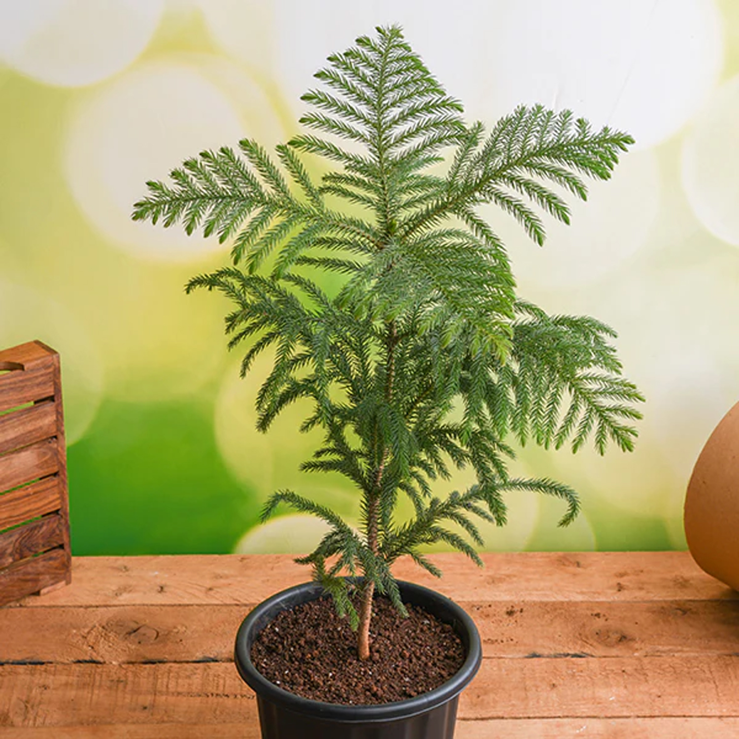 Christmas Tree Plant - MyOwnGarden®