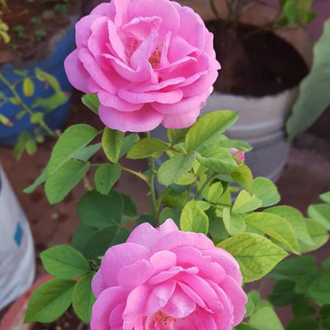 Paneer Rose Plant (with 8 inch pot) ( பன்னீர் ரோஜா செடி ) - MyOwnGarden®