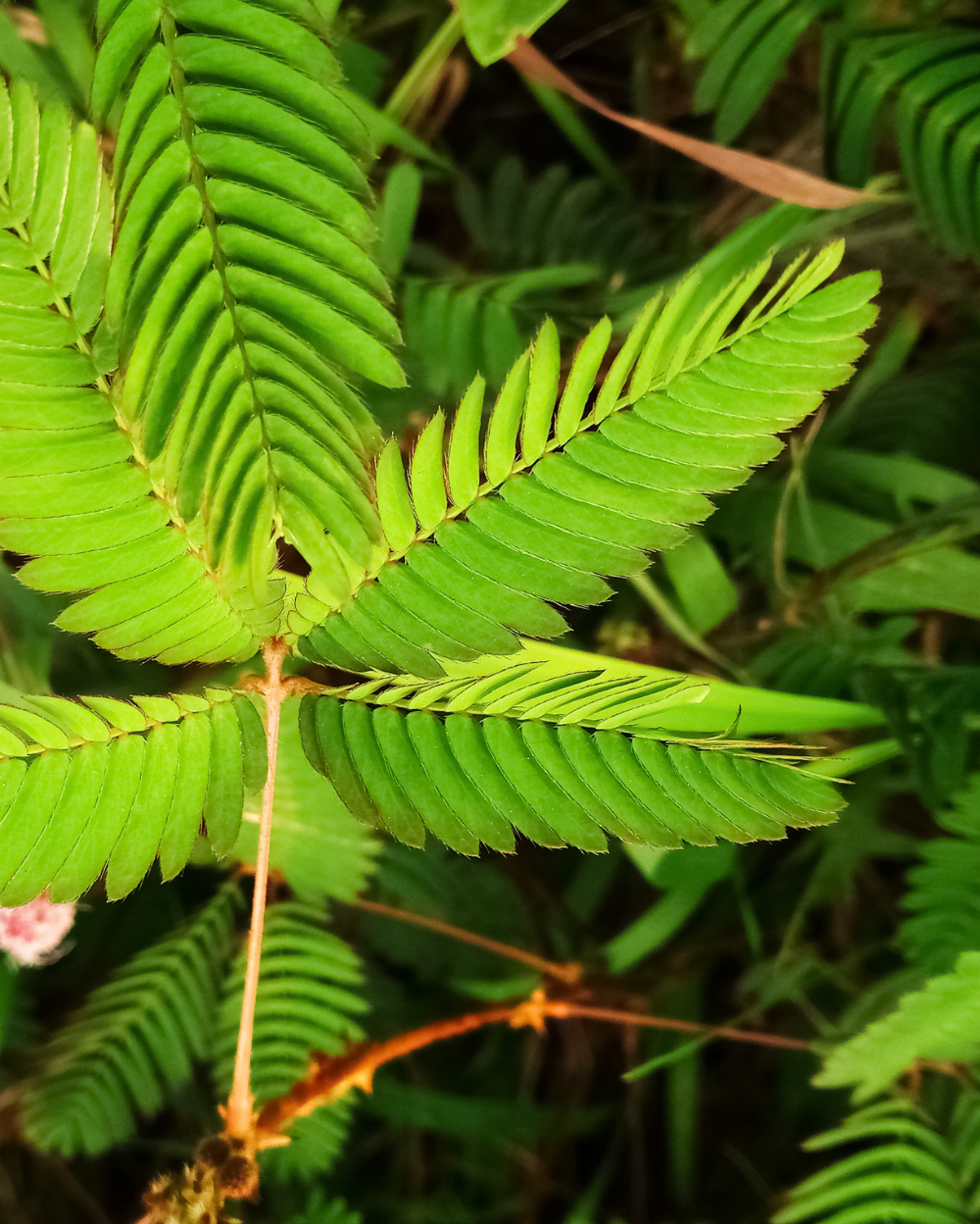 Buy Touch Me Not Plant - Chui Mui Plant - छुइमुइ का पौधा Online In Delhi