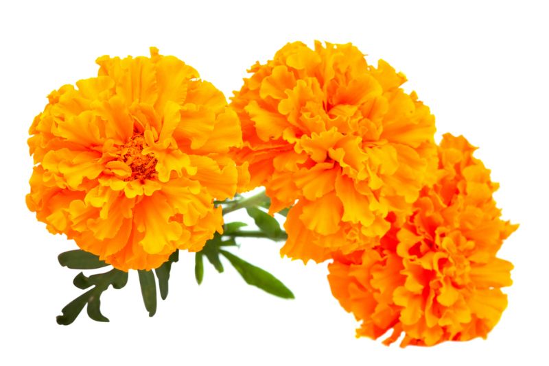 Buy Fresh Genda Flowers Online - Best Quality