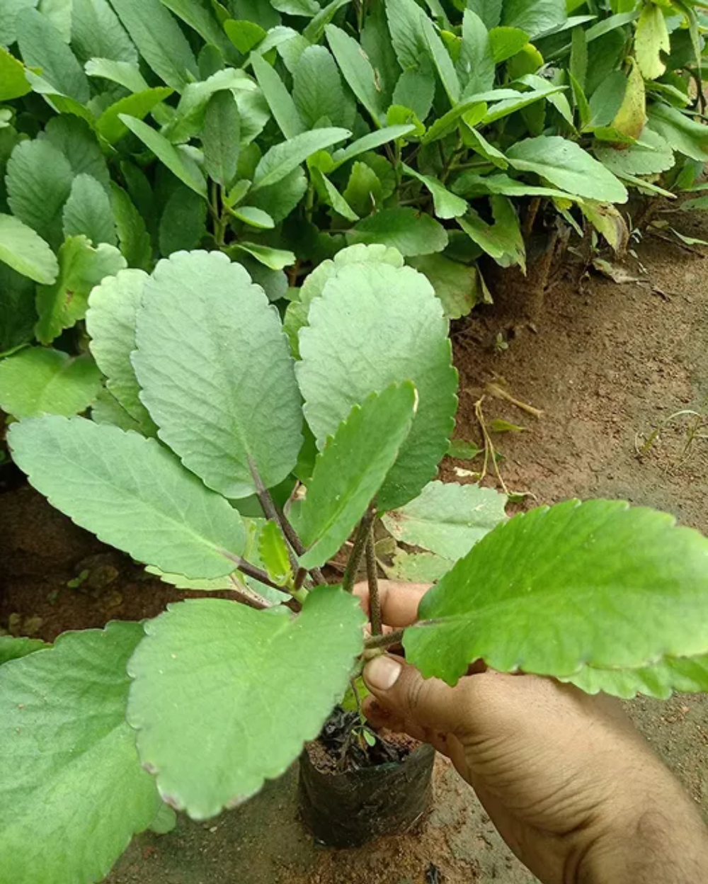 Buy Kalanchoe pinnata, Pathar Chatta Plant Online In Delhi