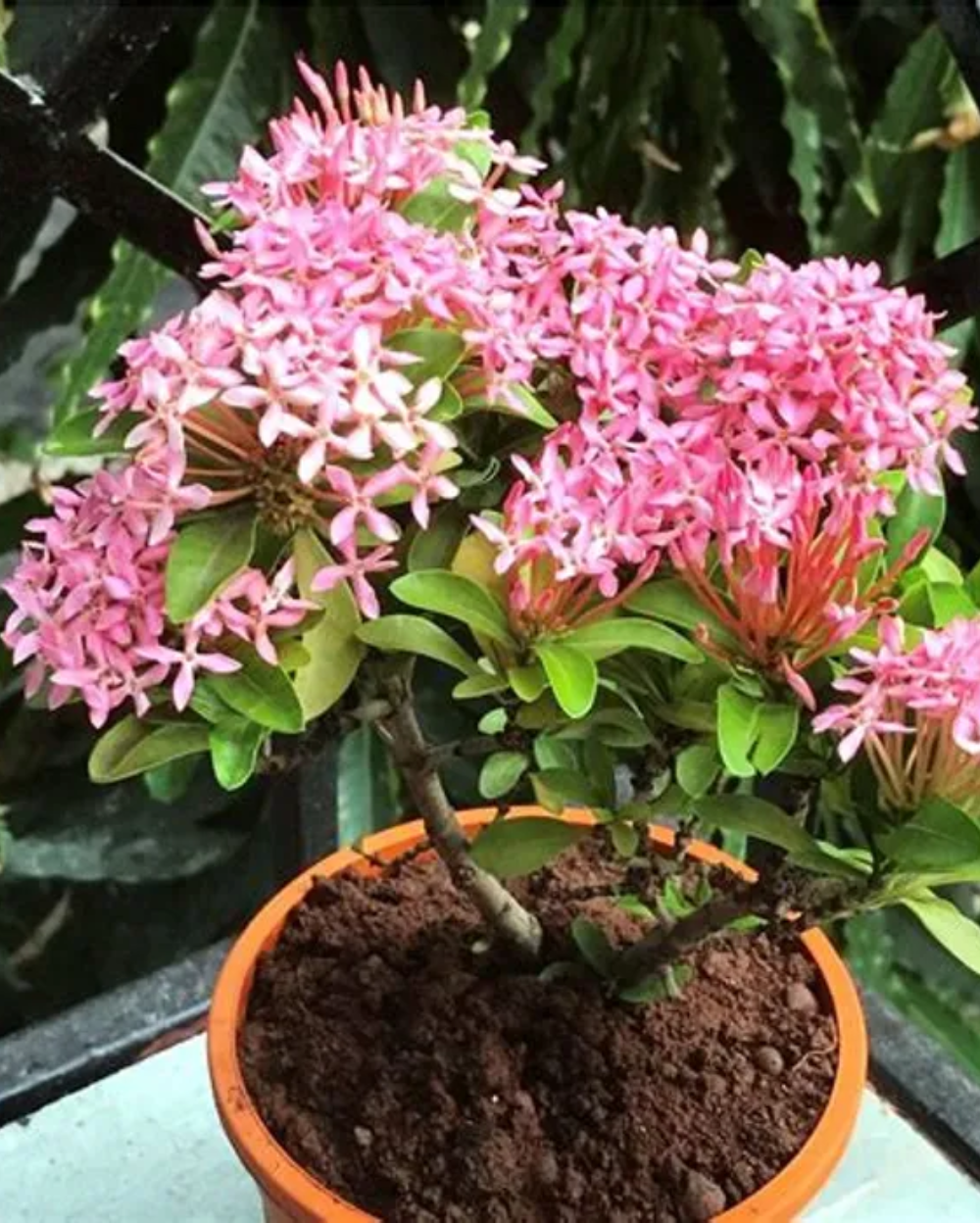 Ixora Plant Ixora Coccinea Plant Care: Grow Flame Of The Woods Flowers