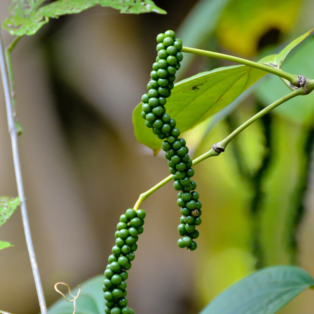 Pepper Plant ( மிளகு செடி ) - MyOwnGarden®