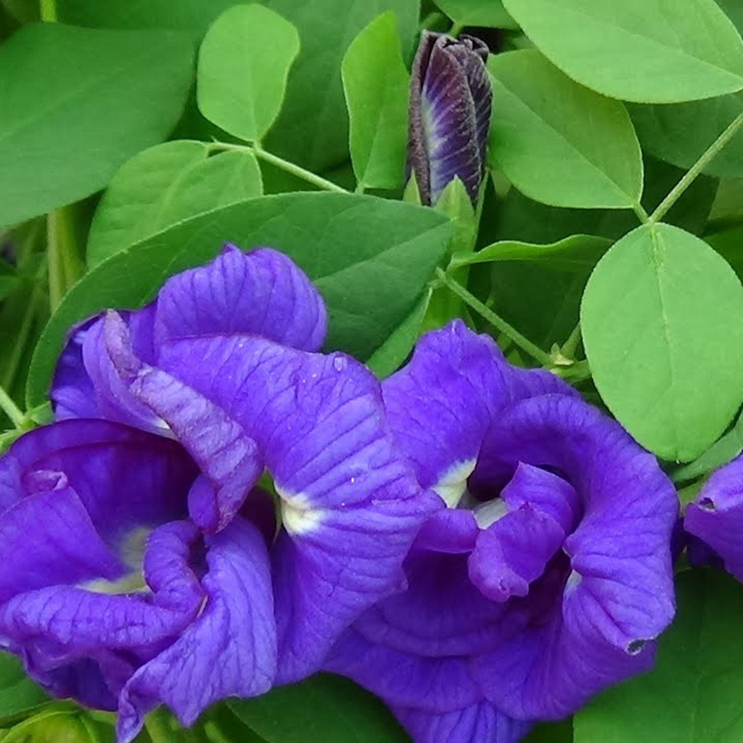 Sangu Poo Plant Adukku - (Blue Butterfly) - MyOwnGarden®