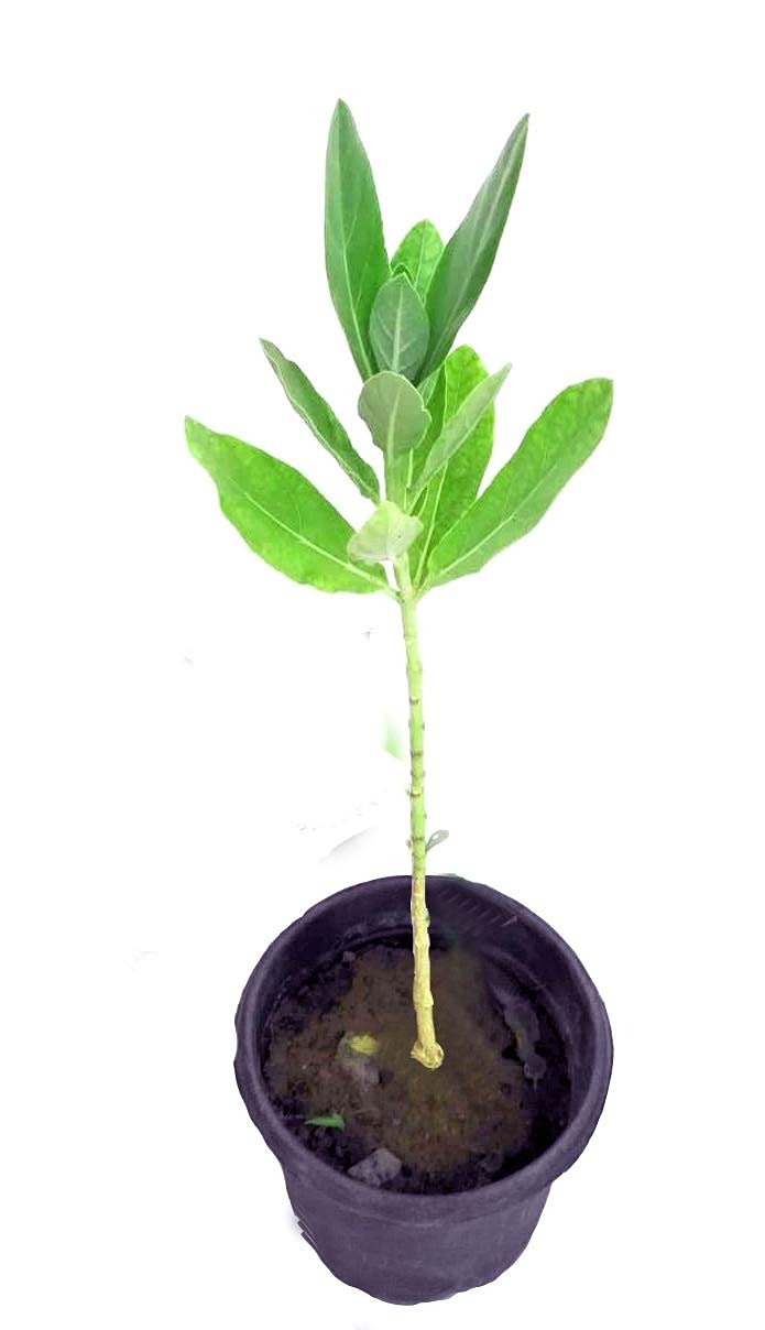 Safed, White Aak Tree, आक का पौधा - Calotropis Gigantea Medicinal Plant ...