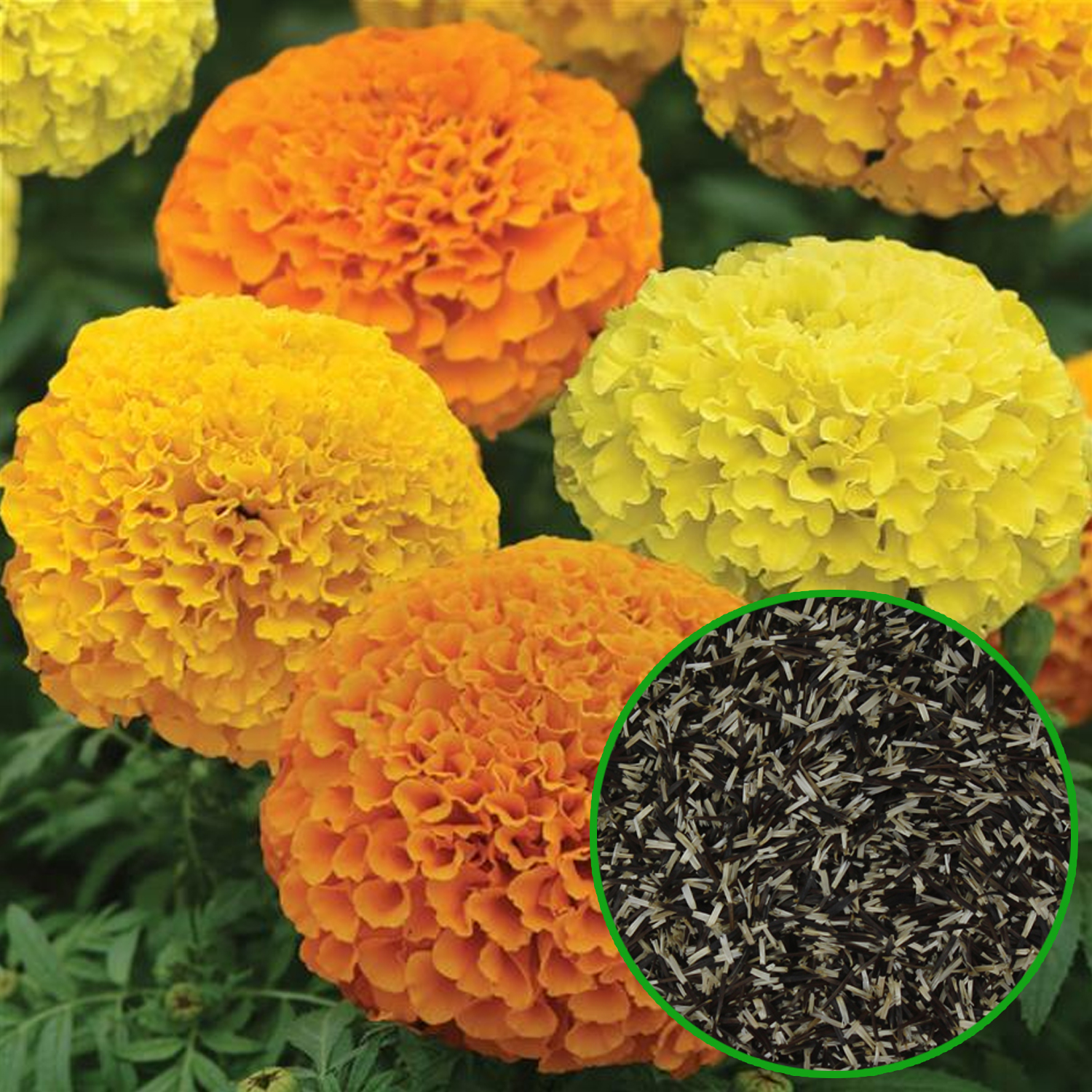 Marigold Seed (High Germination) ( சாமந்தி பூ விதை ) - MyOwnGarden®