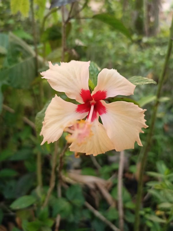 Hibiscus Flower In Marathi Name | Best Flower Site