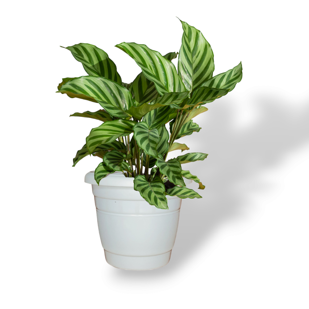 Buy Calathea Concinna - Premium Indoor Plants Online