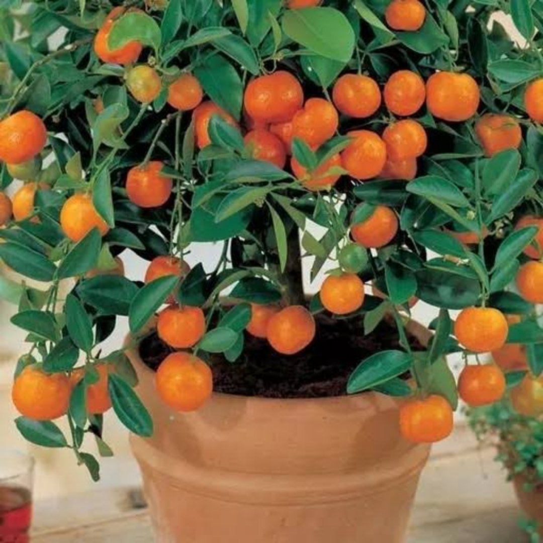 Mild Lemon - Go Green