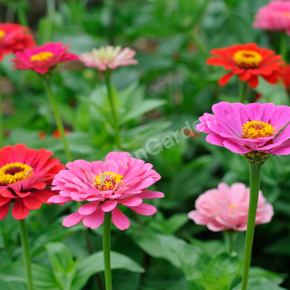 Buy Zinnia Mixed Color Seeds Online | Terrace & Balcony Garden ...