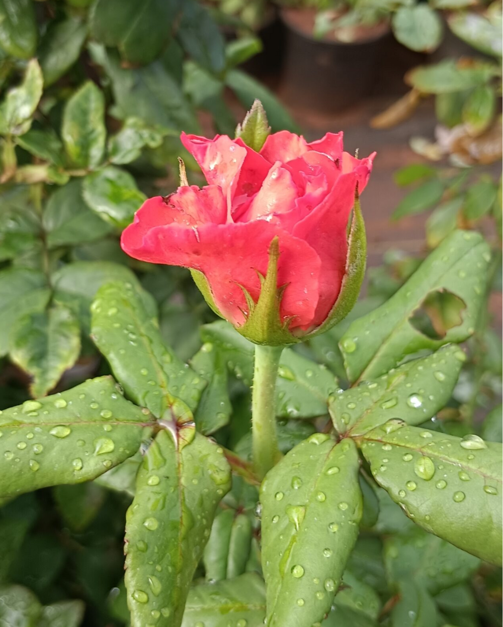 Orange Rose Plant - Fanta Orange Rose Flower Plant