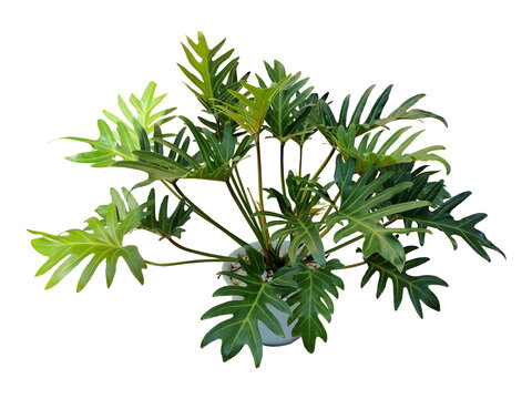 Premium Philodendron Plants for Indoor Decor