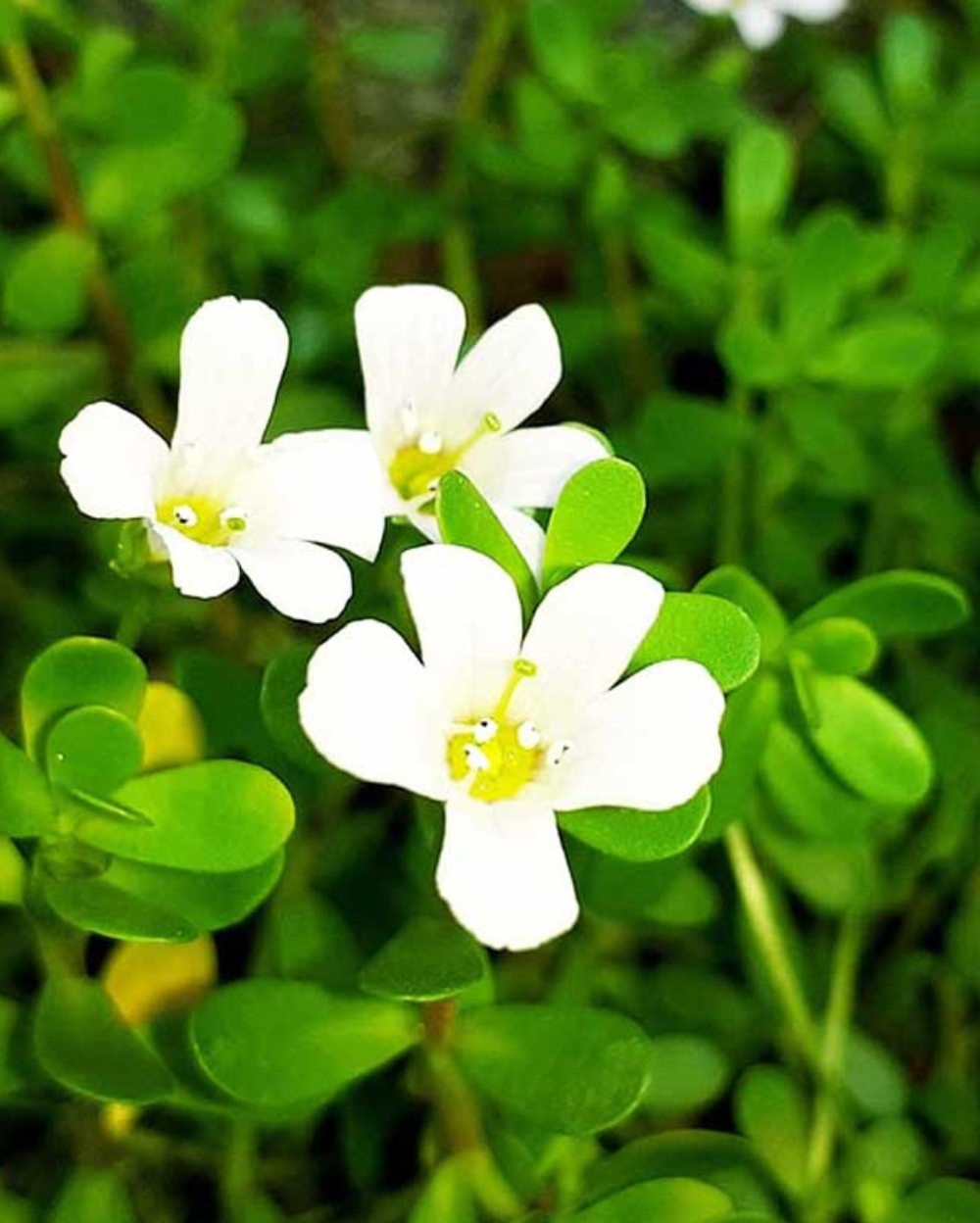 Buy Brahmi Plant Online in Delhi - Herbal & Medicinal Plants