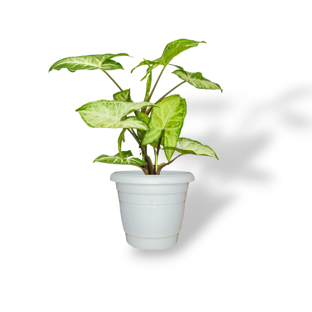 Syngonium Pixie Plant - Perfect Indoor Decorative Plant