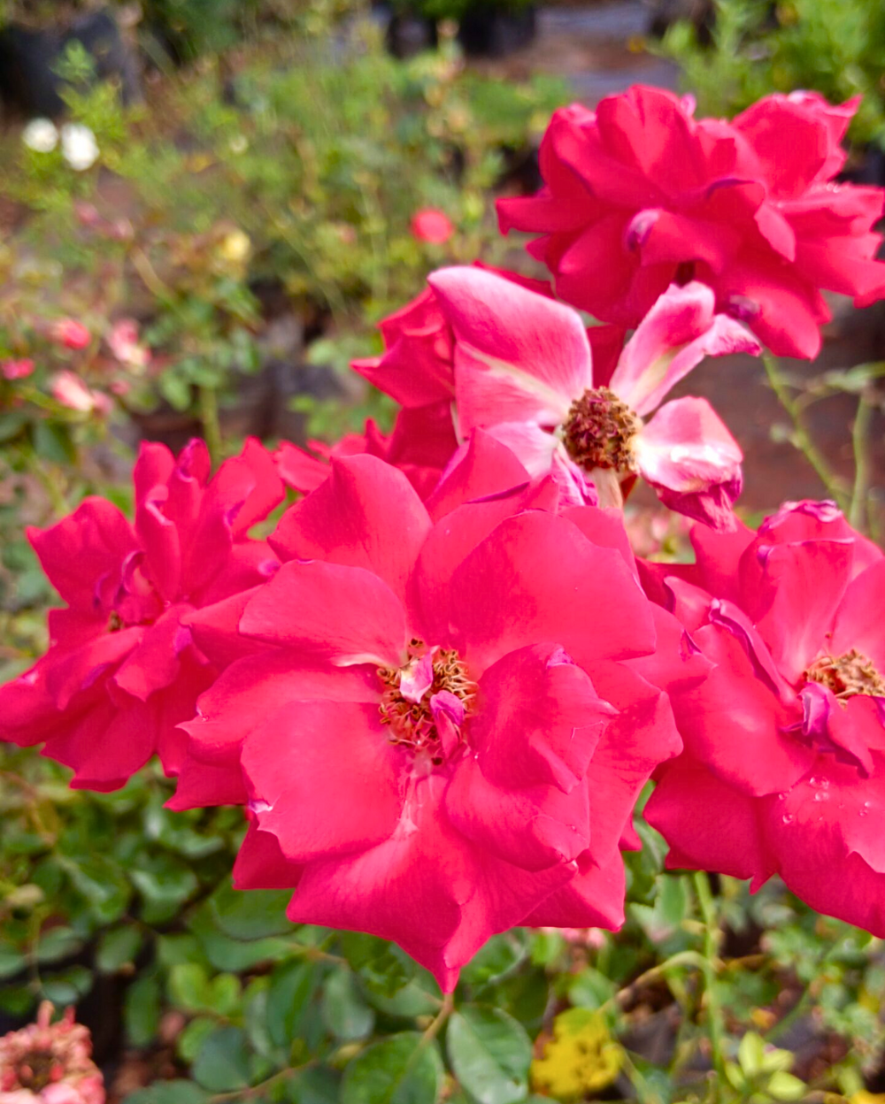 Orange Button Rose Plant - Button Fanta Orange Rose Flower Plant