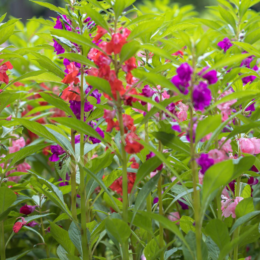 Premium Quality Balsam Seeds for Your Garden