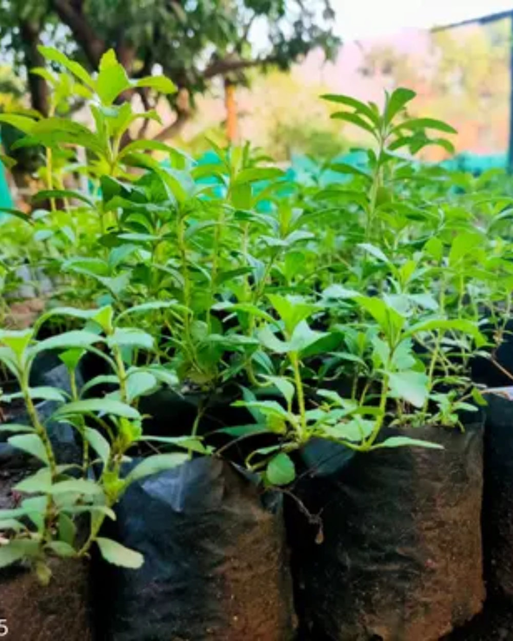 Stevia Plant (Stevia Rebaudiana, Candyleaf, Meethi Tulsi) Online in Delhi