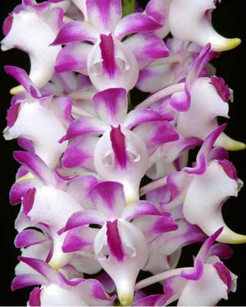 Vanda Orchid Hybrid Aerides Lawrence x Mini Palmer