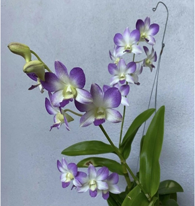 Dendrobium Burana Blue Angel No.8 - Go Green