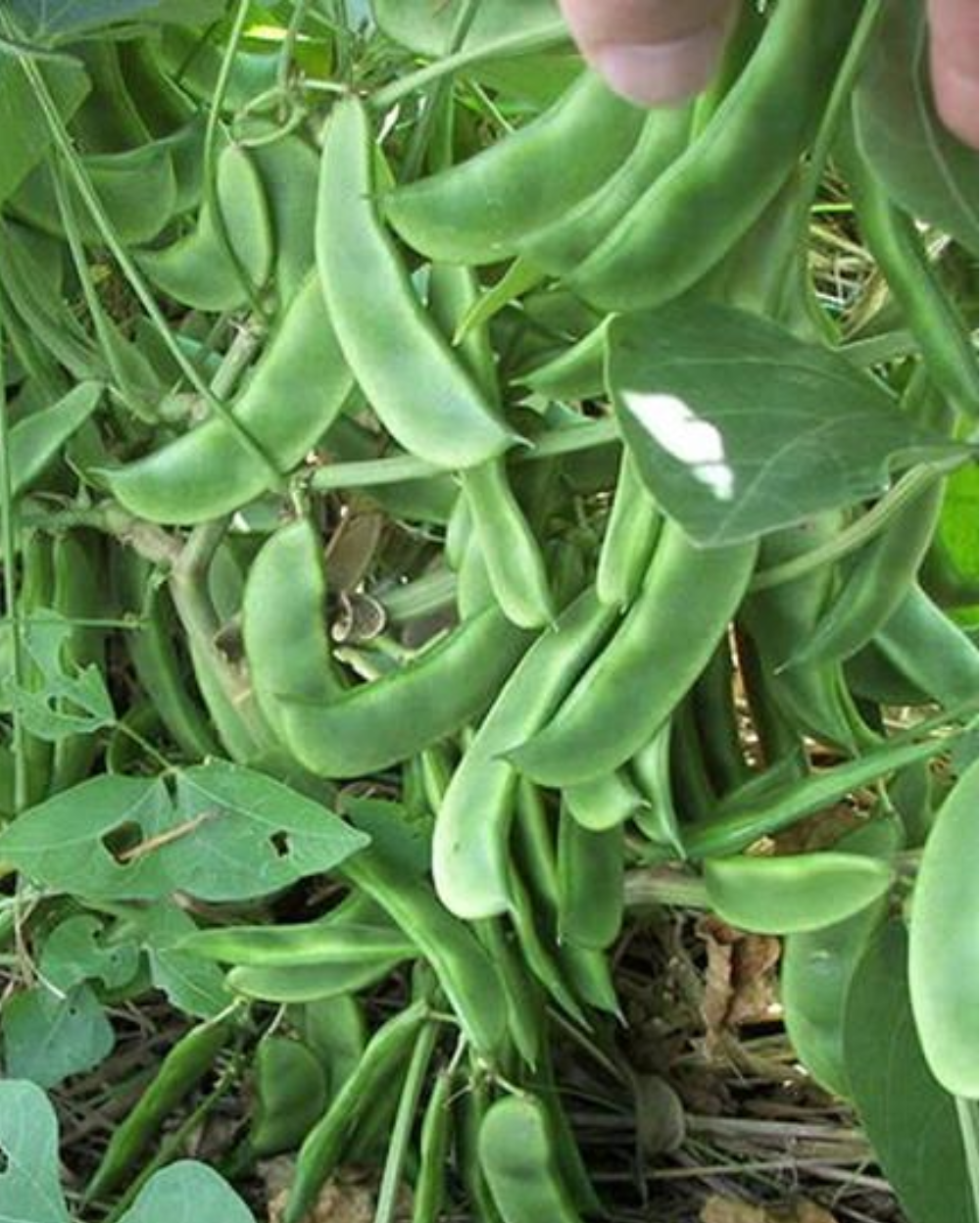 Sem Phali Beej: Dolichos Beans (Barahmasi) Seeds Online in India