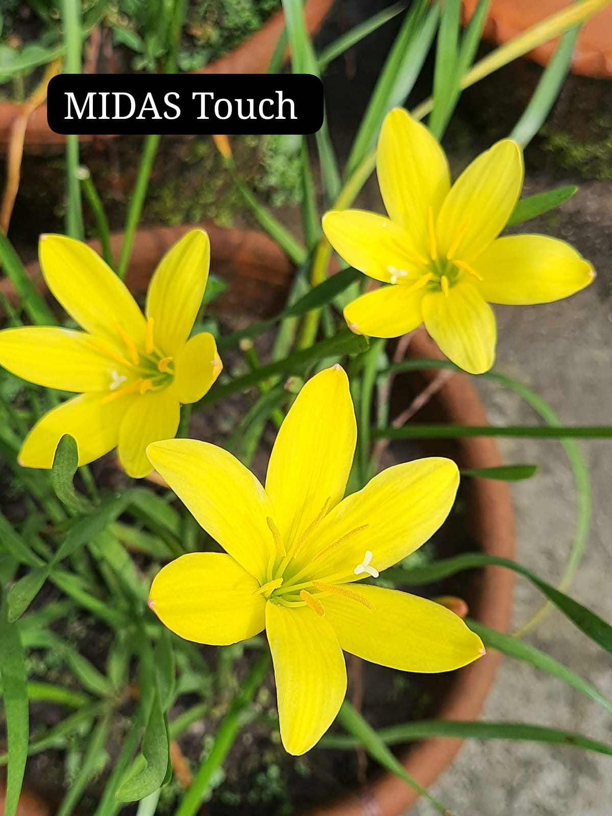 Midas Touch - Go Green