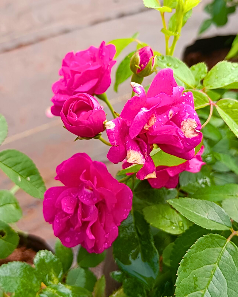 Button Rose Pink Plant - Pink Button Rose Flower Plant