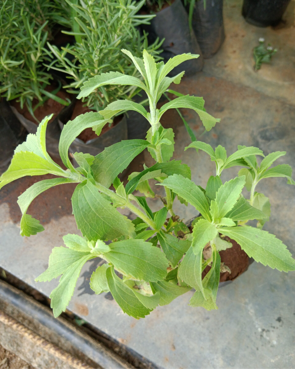 Stevia Plant, Candyleaf, Sugar Tulsi, Seeni Tulsi, Stevia rebaudiana Plant