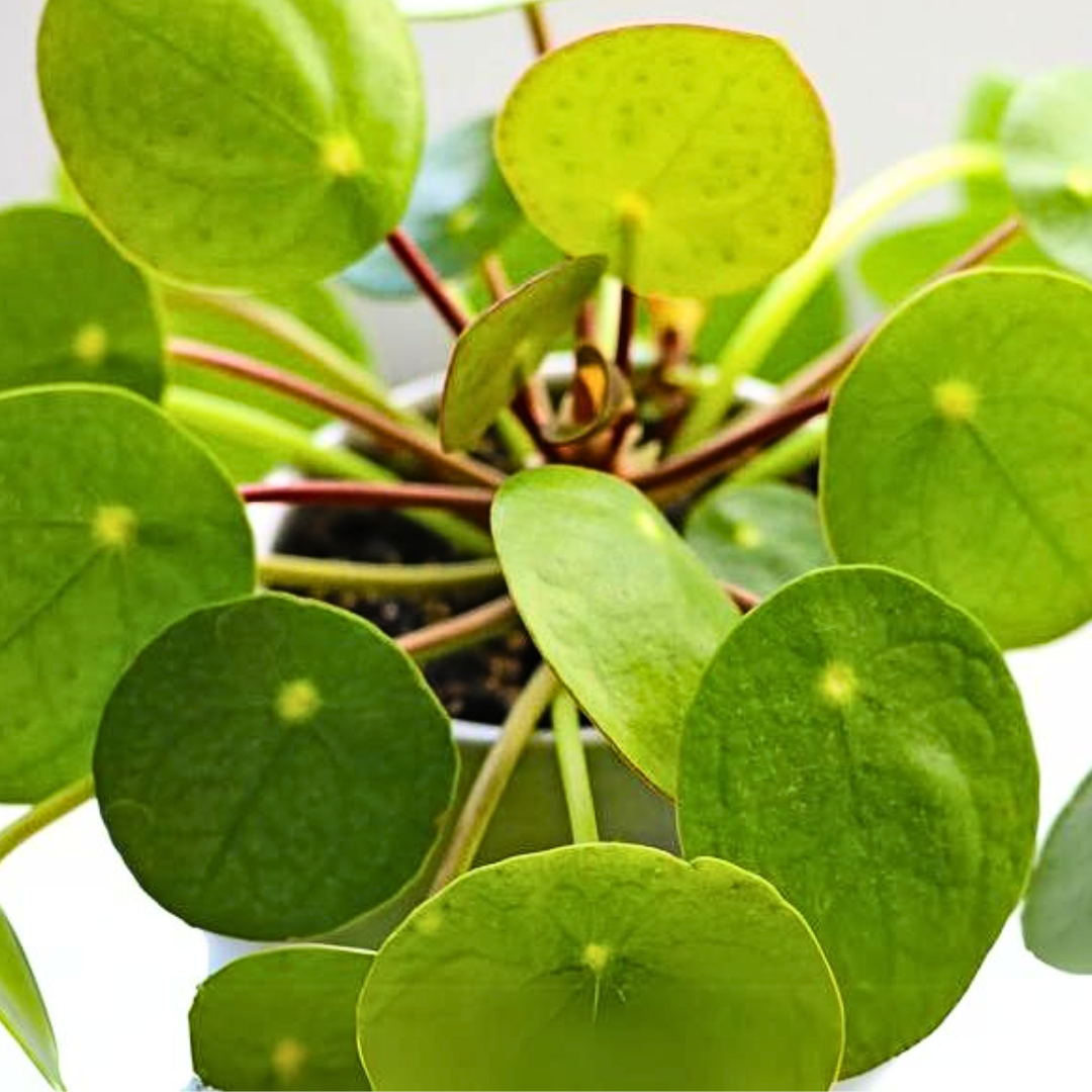 Buy Good Luck Plant Online | Lucky Plants for Home & Office in Delhi