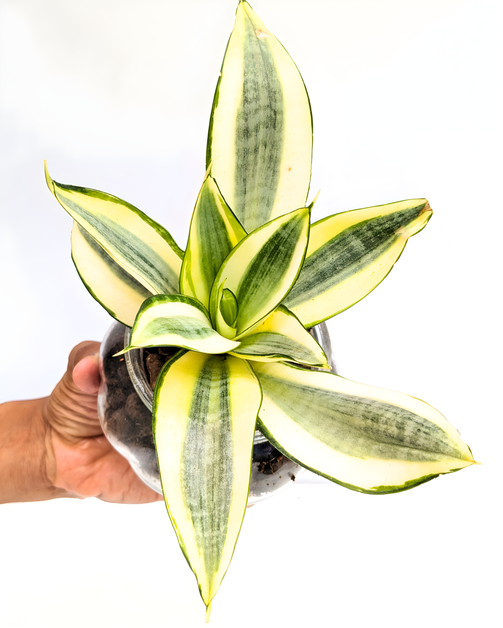 Indoor Plant Sansevieria Golden Hahnii Snake Plant - Divine Blossoms ...