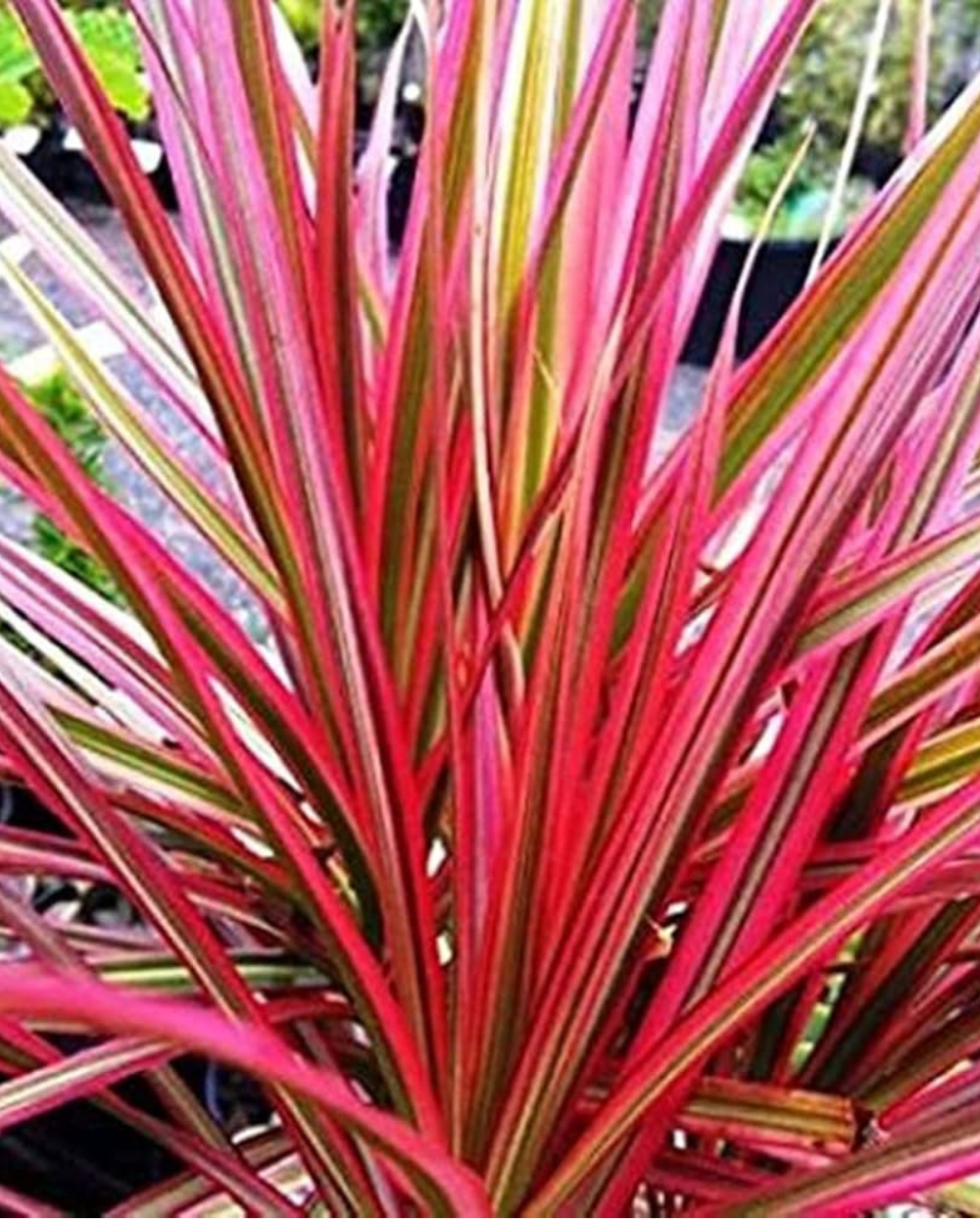 Red-Edged Dracaena (Dracaena Marginata) - Plant - Online Plants Cart