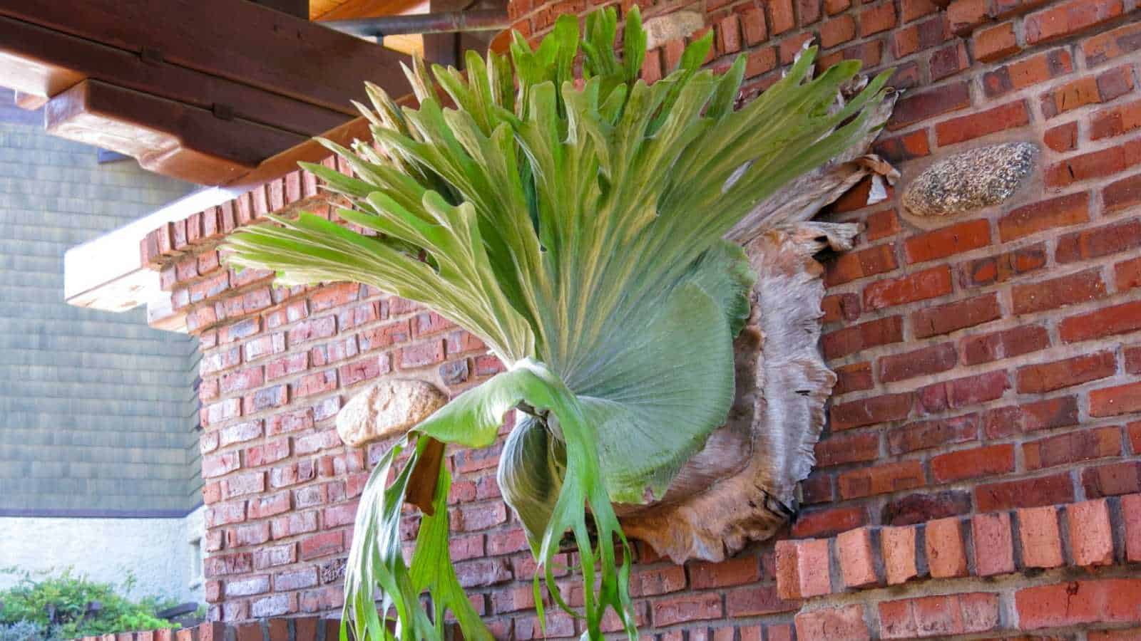 Staghorn Fern - Go Green