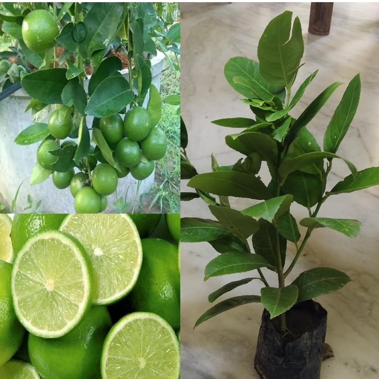 Seedless pati lebu plant - Go Green
