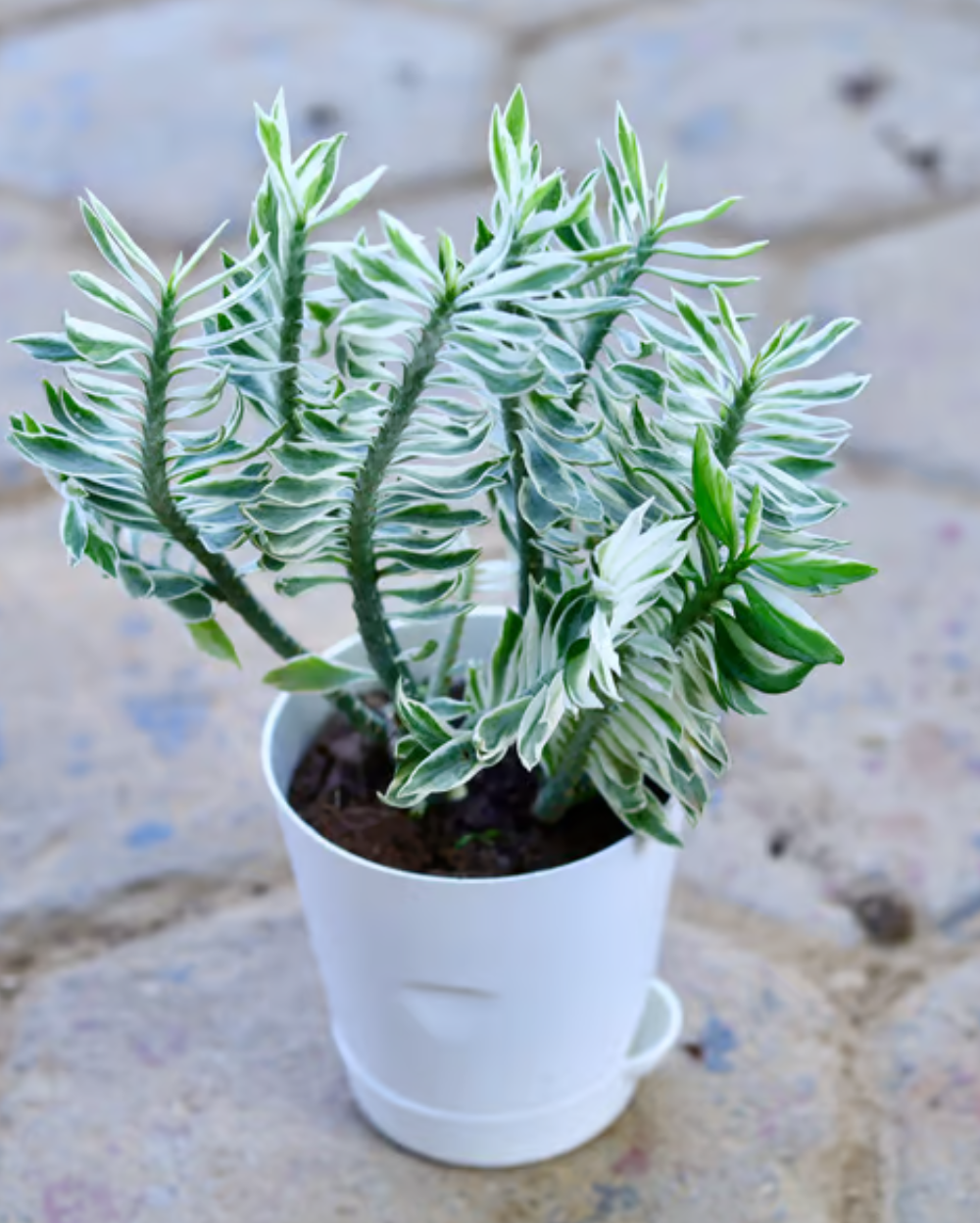 Pedilanthus / Devil's Backbone Variegated in 4 Inch White Florence Self ...