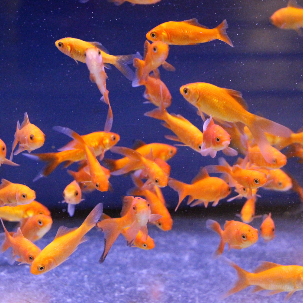 Buy Live Aquarium Fish in Chennai | Freshwater & Exotic Fish – Fast ...