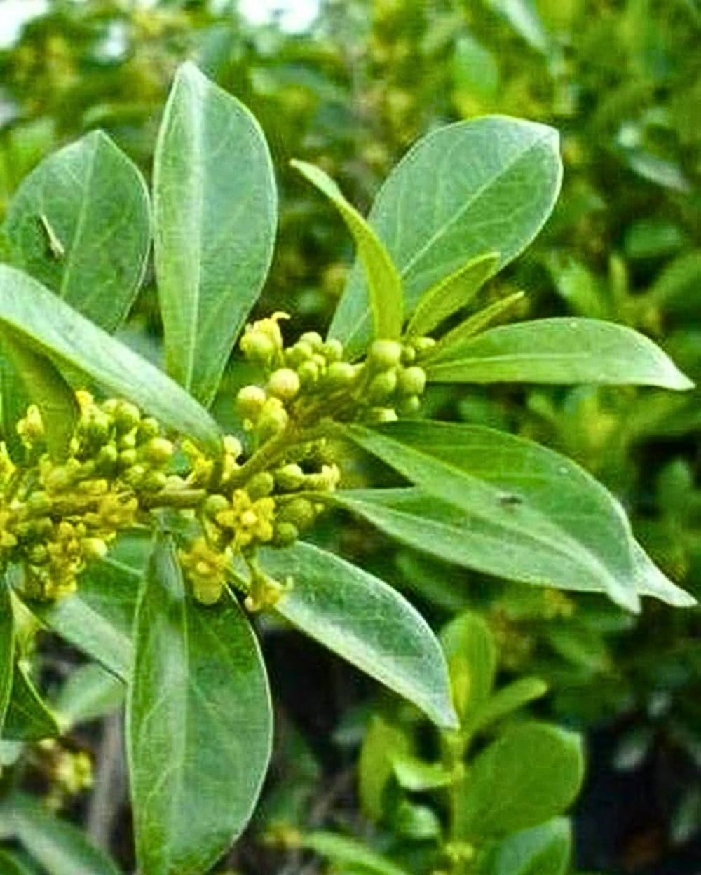 Gudmaar Plant | Gurmar | Madhunashini Tree | Medicinal Plants Online